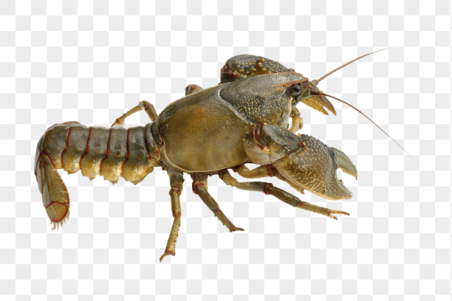 Free: Crayfish png sticker, transparent background | Free PNG ...