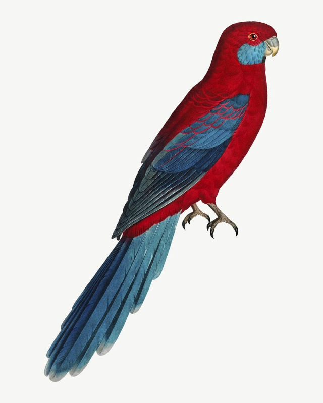 Free: Crimson Rosella parrot bird, vintage | Free PSD Illustration ...
