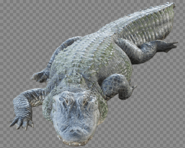 Free: Crocodile Transparent Images - nohat.cc