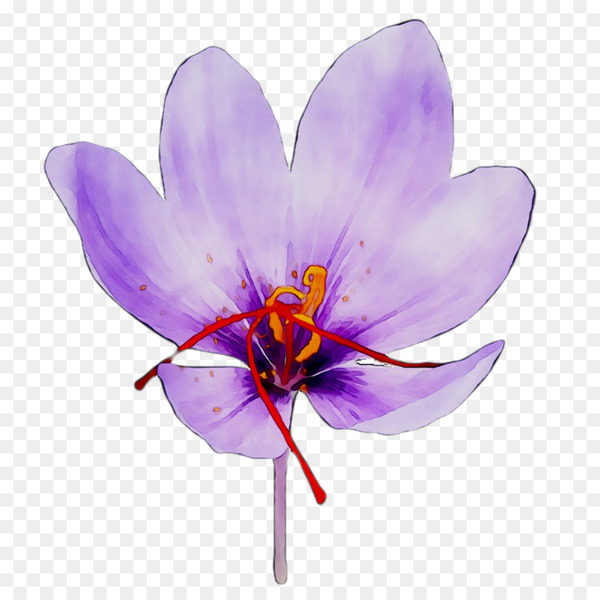 Free: Crocus Saffron Moth orchids - - nohat.cc