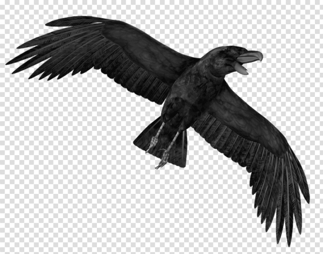 Free: Crow Transparent Image PNG Image (Transparent HD Photo) - nohat.cc