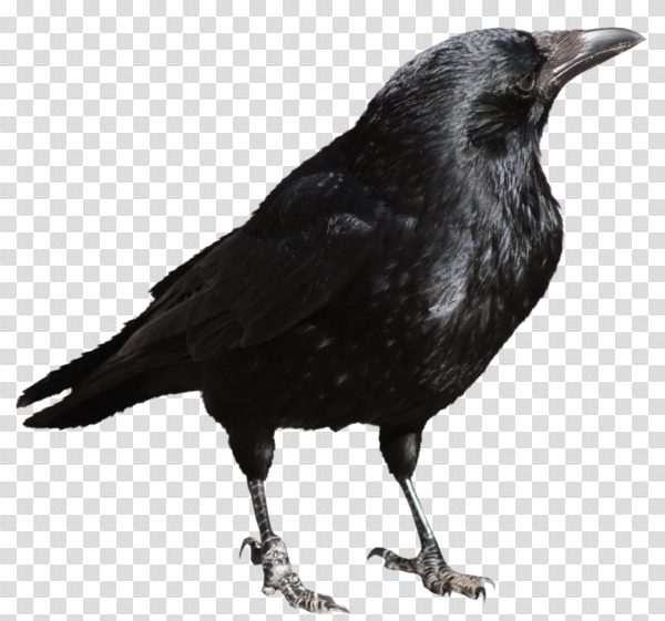 Free: Crow Transparent PNG Picture | Gallery Yopriceville - High ...