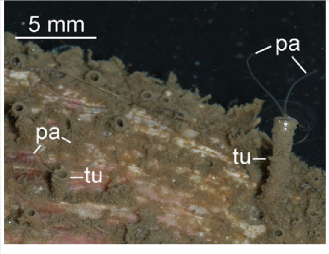 Free: D. carunculata boring into shell of Yesso scallop Mizuhopecten ...