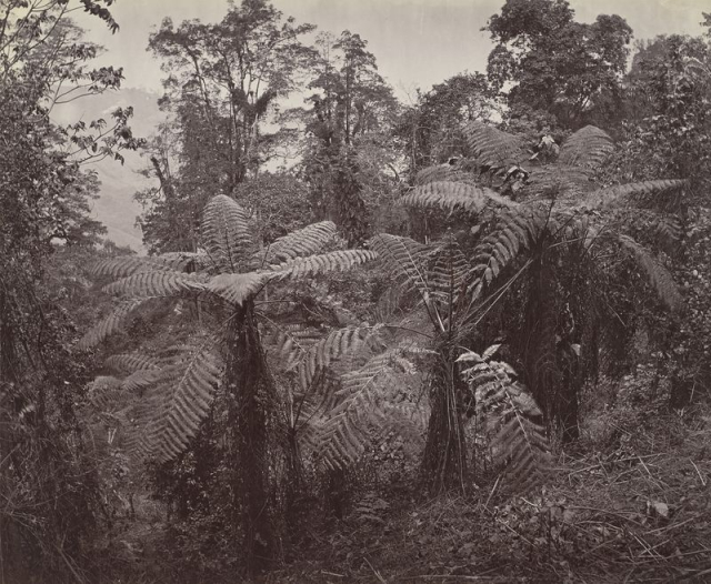 Free: Darjeeling, Group of Tree Ferns | Free Photo - rawpixel - nohat.cc