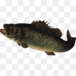 Free: Dead Fish PNG Images | Vector and PSD Files | Free Download on ...