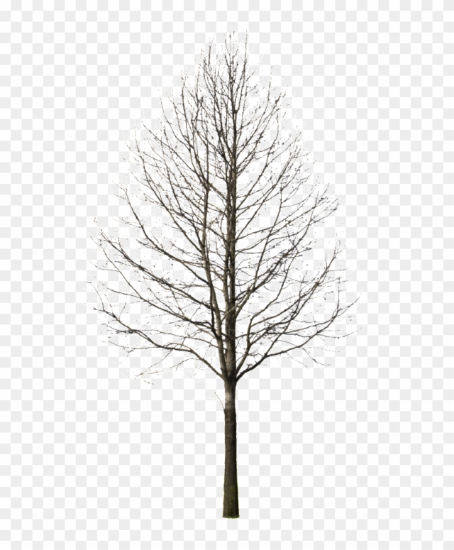 Free: Deciduous Tree Winter I - Trees Cut Out Black - nohat.cc