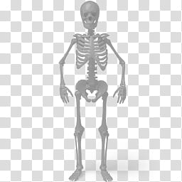 Free: Desktop Halloween Icons, Standing skeleton transparent background ...