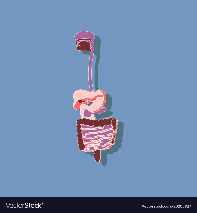 Free: Digestive system paper sticker on stylish vector image - nohat.cc