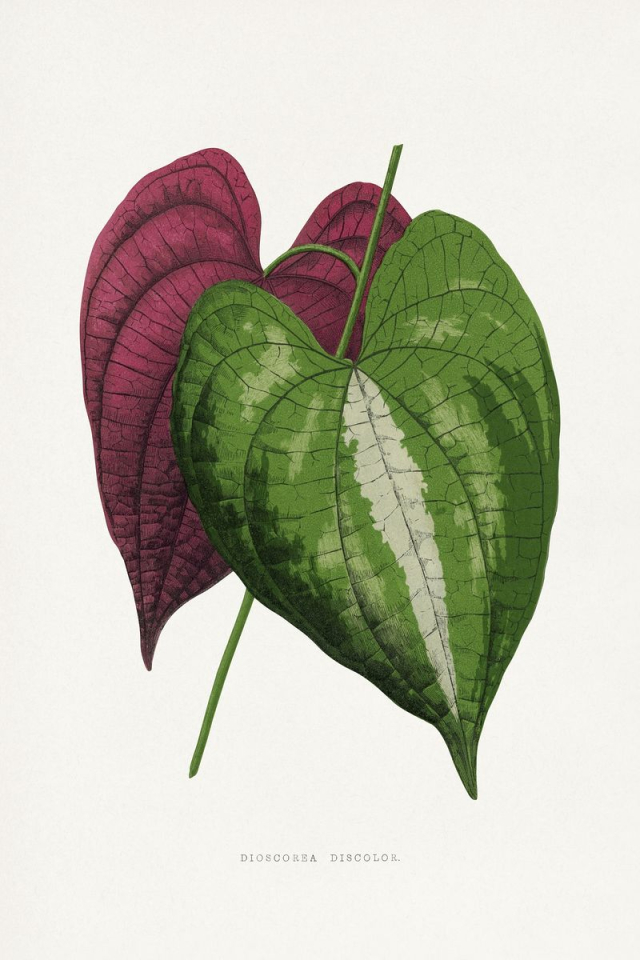 Free: Dioscorea leaf illustration from Les | Free Photo Illustration ...