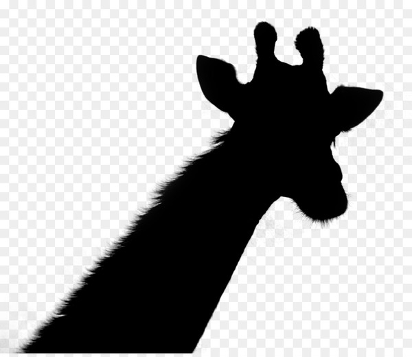 Free: Diplomacy Harvard World Model United Nations International ...