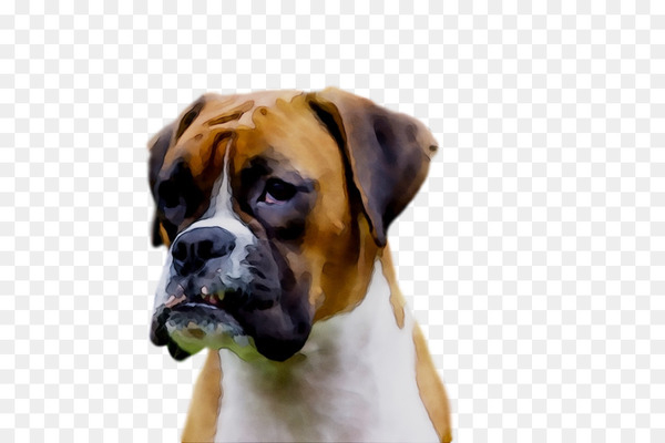 Free: Dog breed Boxer Snout - - nohat.cc
