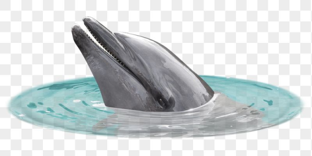 Free: Dolphin png sticker, animal, transparent | Free PNG - rawpixel ...
