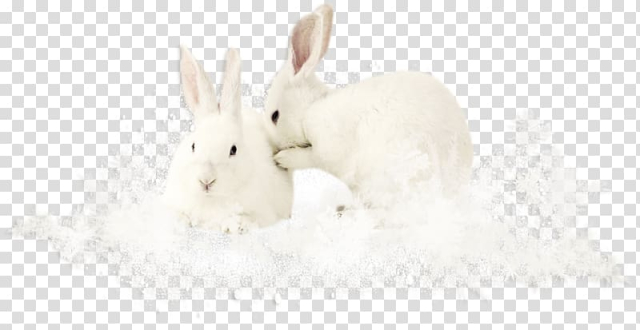 Free: Domestic rabbit Easter Bunny Hare Tail Snout, Two white rabbits ...