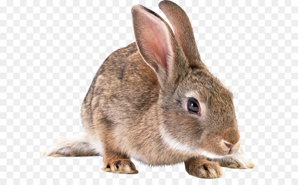 Free: Domestic rabbit Hare Clip art - Gray rabbit PNG image - nohat.cc