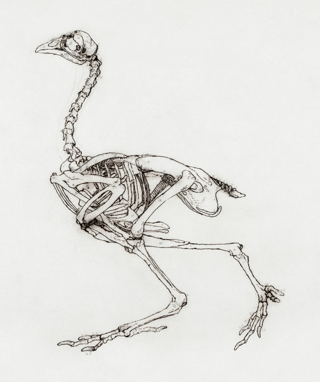 Free: Dorking Hen Skeleton, Lateral View (Probably… | Free public ...