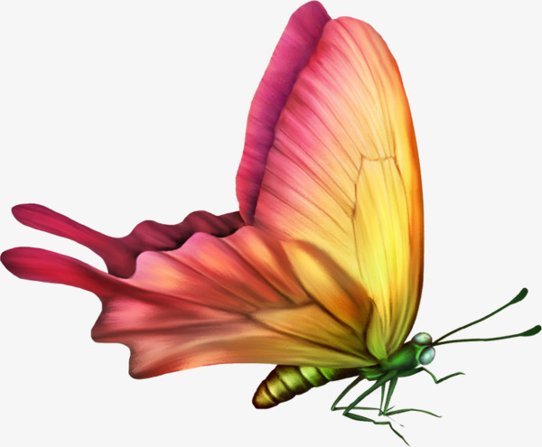 Free: Download Free png Painted Butterfly HD, Hd, Pai - DLPNG.com ...
