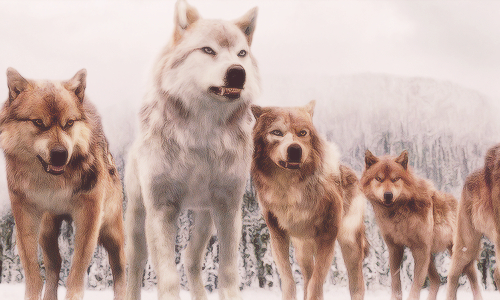 Free: Download Free png Wolves Png (95+ images in Collection) Page 2 ...