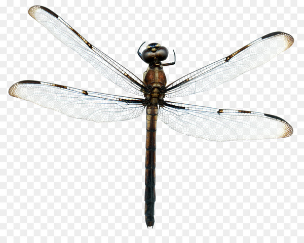 Free: Dragonfly Insect Wing Transparency and translucency - Transparent ...
