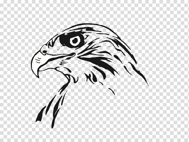 Free: Drawing Bird Line art Hawk, Hawk transparent background PNG ...