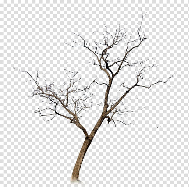 Free: Dry brown tree, Withered,No leaf transparent background PNG ...