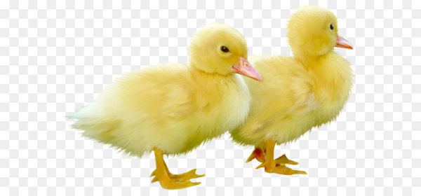 Free: Duck Clip art - Cute Little Ducks PNG Clipart Picture - nohat.cc