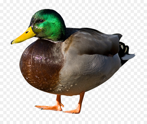 Free: Duck Portable Network Graphics American Pekin Clip art ...