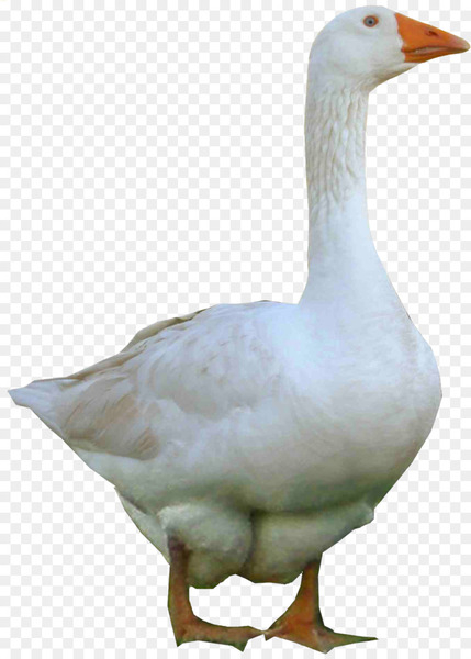 Free: Duck Portable Network Graphics American Pekin Image Goose - duck ...