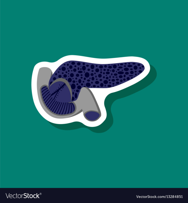 Free: Duodenum and pancreas paper sticker on stylish vector image ...