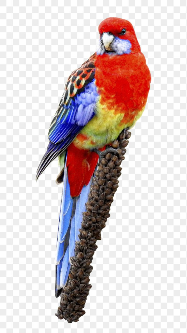 Free: Eastern rosella bird png sticker, | Free PNG - rawpixel - nohat.cc