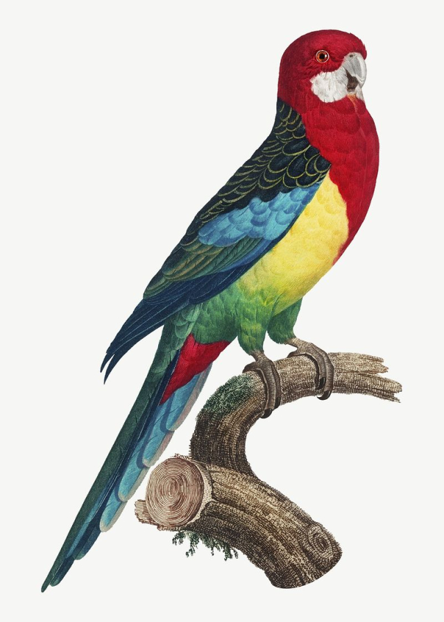 Free: Eastern Rosella parrot bird, vintage | Free PSD Illustration ...