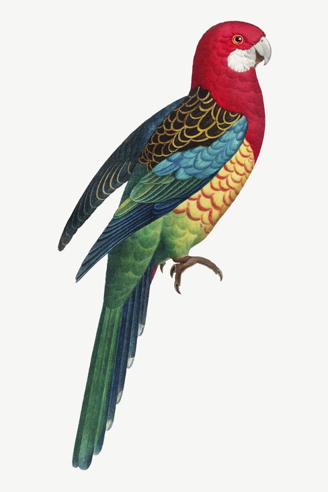 Free: Eastern Rosella parrot bird, vintage | Free PSD Illustration ...