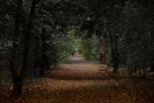 Free: Empty Pathway in Between Trees - nohat.cc