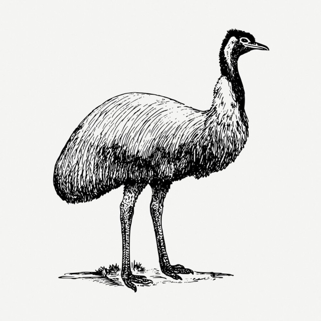 Free: Emu bird drawing, animal vintage | Free PSD - rawpixel - nohat.cc
