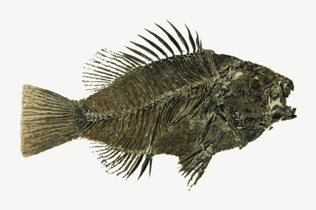 Free: Eocene Sunfish fossil collage element | Free PSD - rawpixel ...