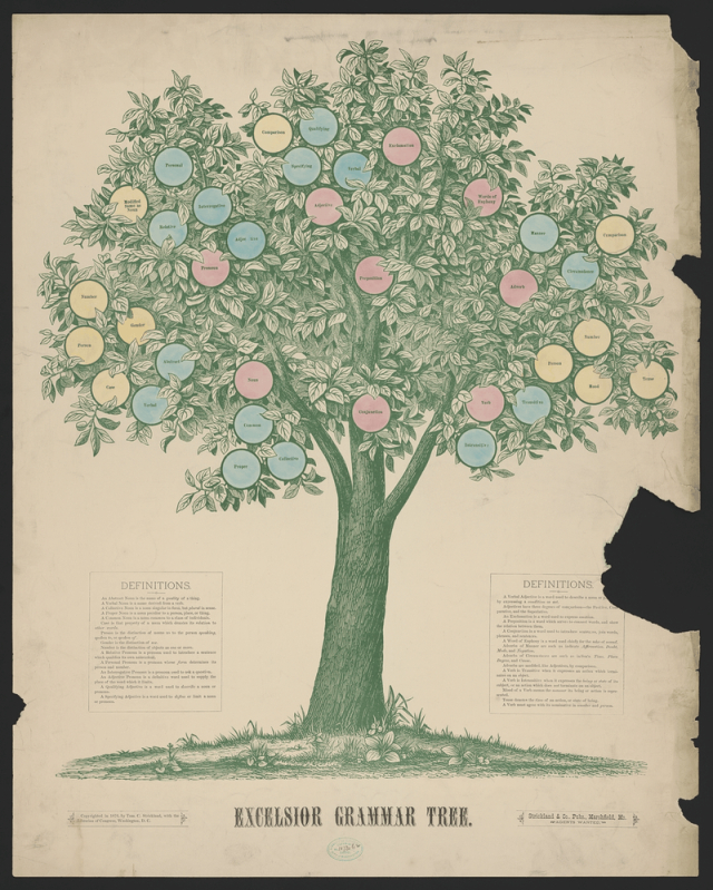 Free: Excelsior grammar tree | Free Photo - rawpixel - nohat.cc