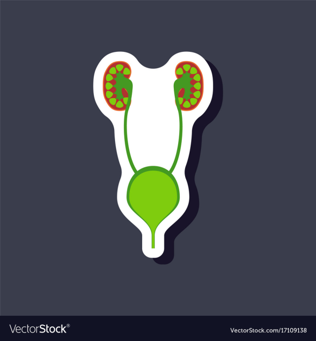 Free: Excretory system paper sticker on stylish vector image - nohat.cc