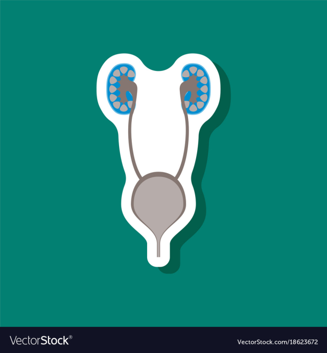 Free: Excretory system paper sticker on stylish vector image - nohat.cc