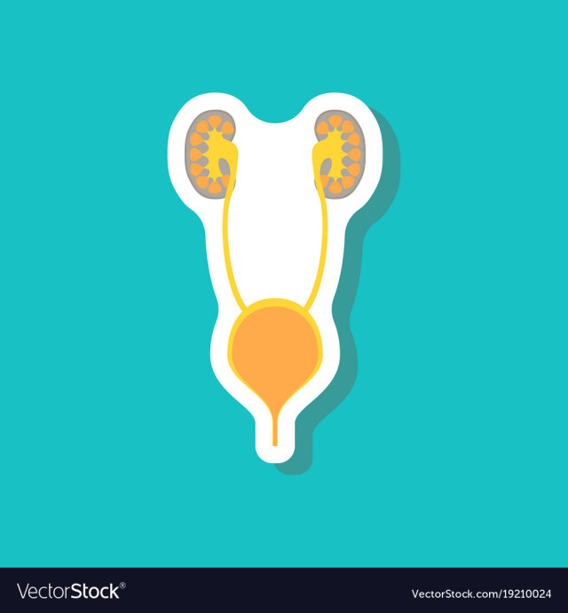 Free: Excretory system paper sticker on stylish vector image - nohat.cc