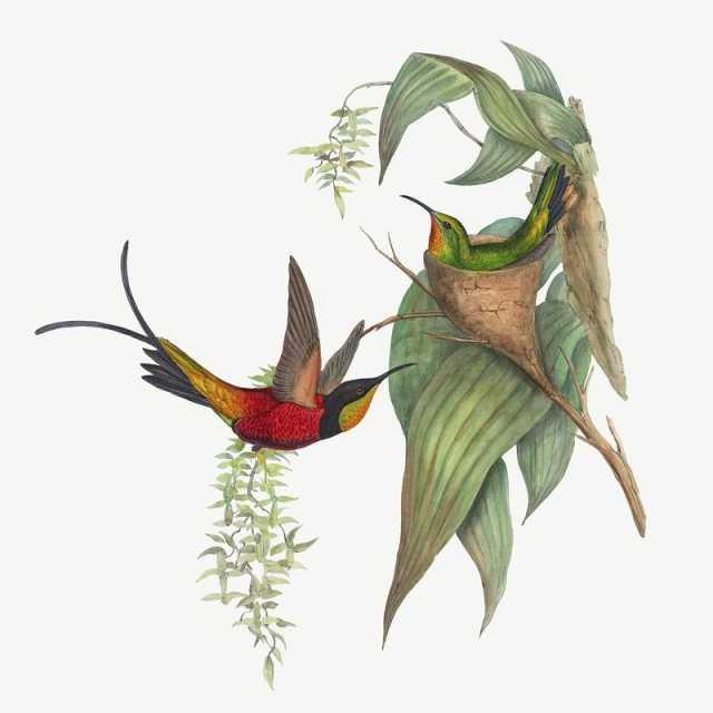 Free: Fairy Topaz bird, vintage animal | Free PSD Illustration ...