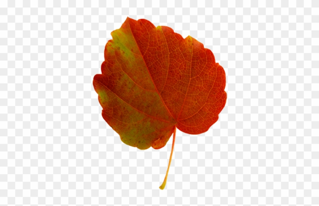Free: Fall Leaves Clip Art - Orange Fall Leaf Clip Art - nohat.cc