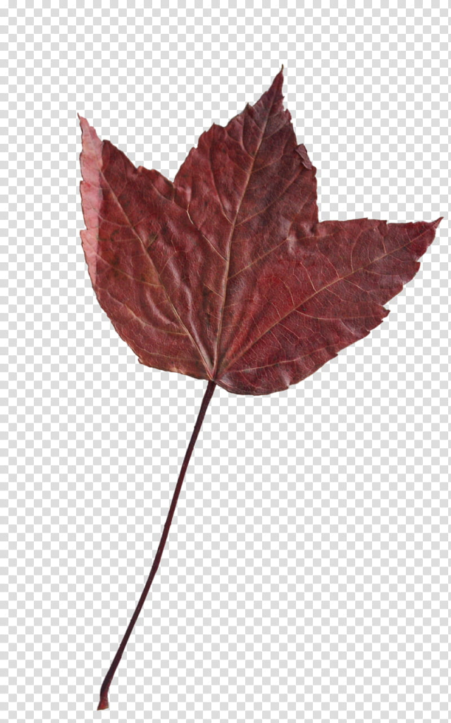 Free: Fallen Leaves s, brown maple leaf transparent background PNG clipart - nohat.cc