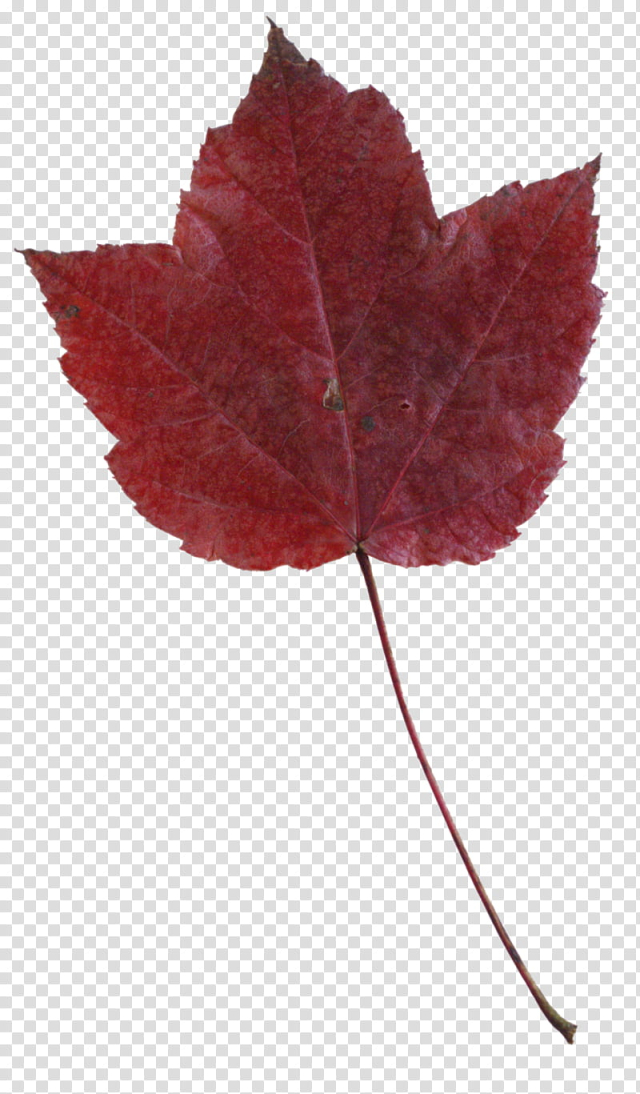 Free: Fallen Leaves s, red maple leaf transparent background PNG clipart - nohat.cc