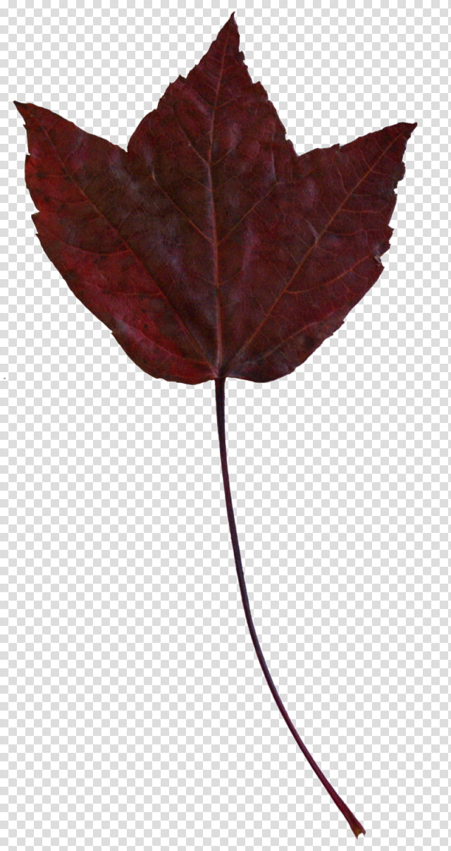 Free: Fallen Leaves s, red maple leaf transparent background PNG ...