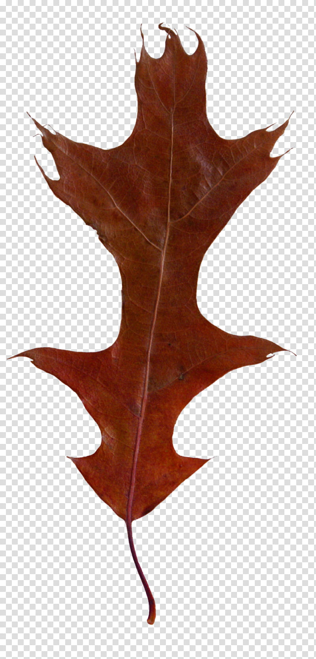 Free: Fallen Leaves s, red maple leaf transparent background PNG ...
