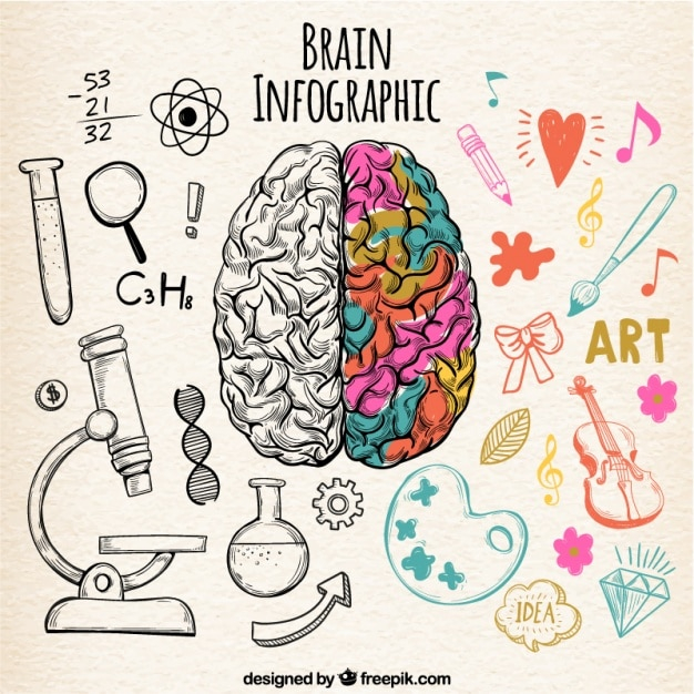 Free: Fantastic human brain infographic with color details - nohat.cc