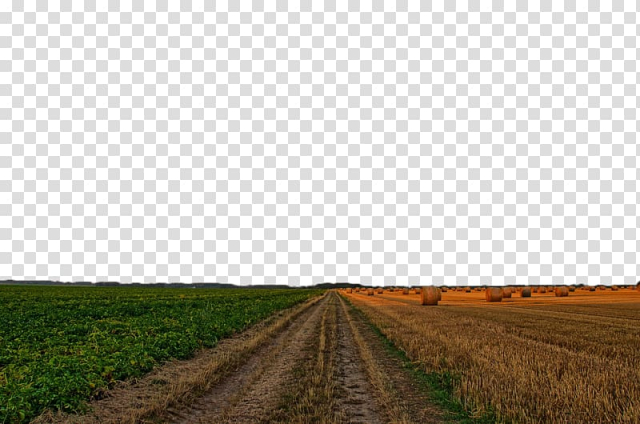 Free: Farm Road Crop Sky, Wheat field transparent background PNG ...