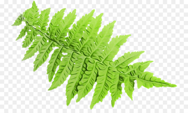 Free: Fern - nohat.cc