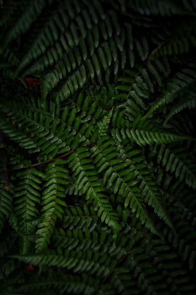 Free: fern plant - nohat.cc