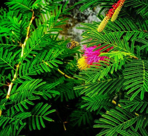 Free: Fern Plant - nohat.cc