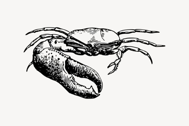 Free: Fiddler crab drawing, vintage sea | Free Vector Illustration ...